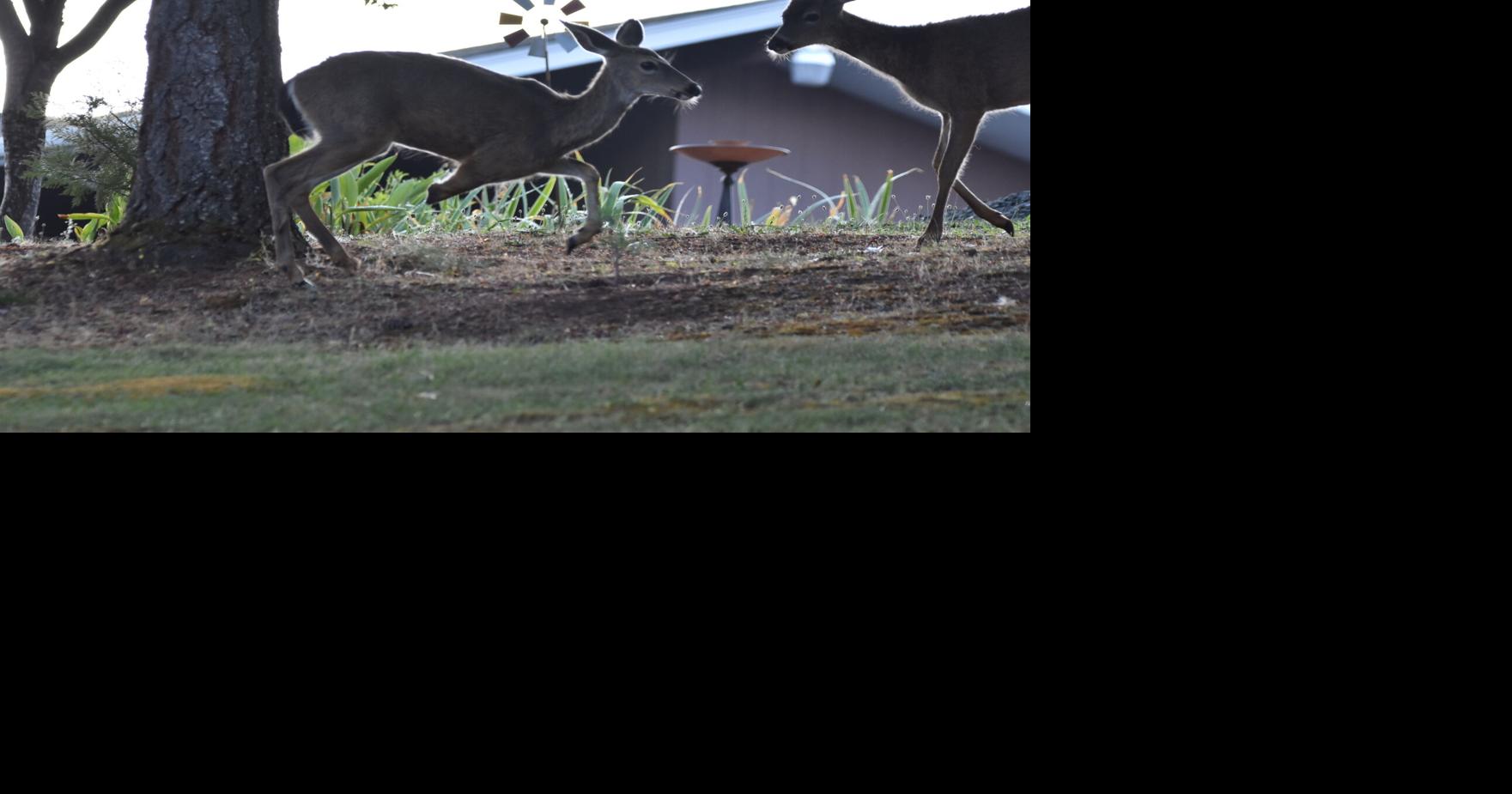 unusual deer | | nrtoday.com