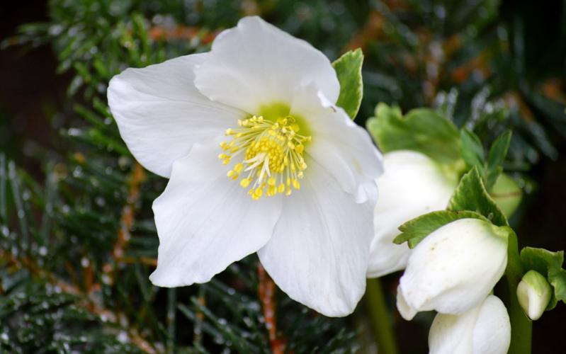 Ask a Master Gardener: The Christmas rose | Home And Garden | nrtoday.com
