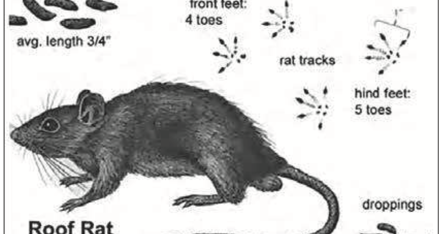 Ask a Master Gardener: what do I do about a rat problem | Life ...