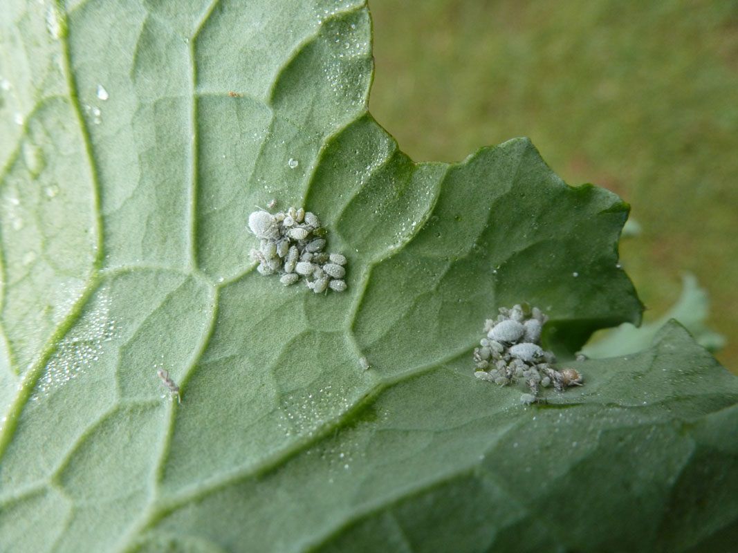 Ask a Master Gardener: Aphid damage to vegetables | Home And Garden ...