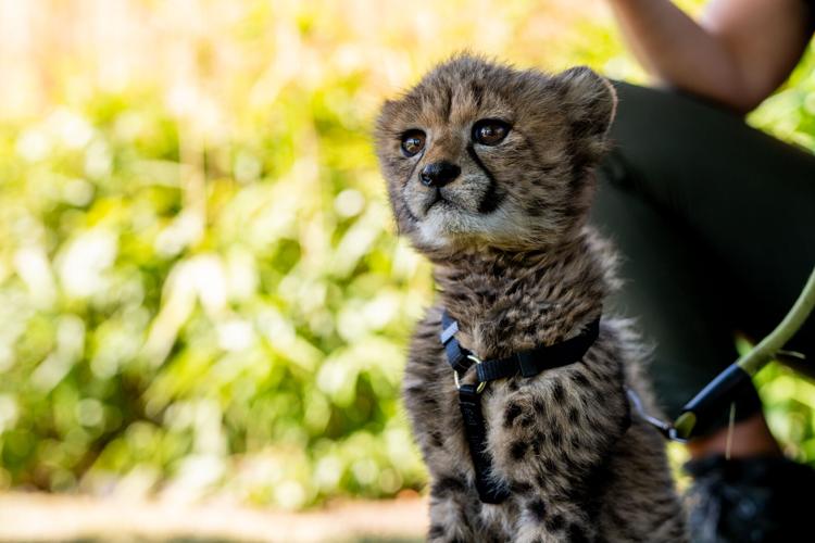 Wildlife Safari welcomes new cheetah cubs as animal ambassadors-in ...