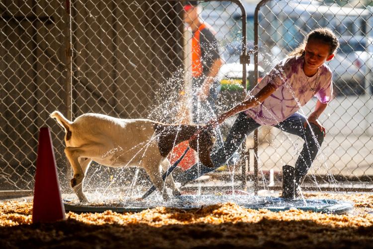 Bleating goats bob and weave their way through competition | News ...