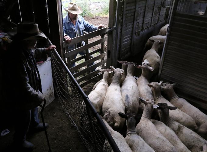 Father's Day is a normal day on the Singleton Ranch | Family | nrtoday.com
