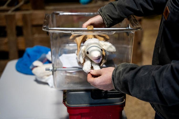 Lambing school: Learning how to help ewes, lambs | Life | nrtoday.com