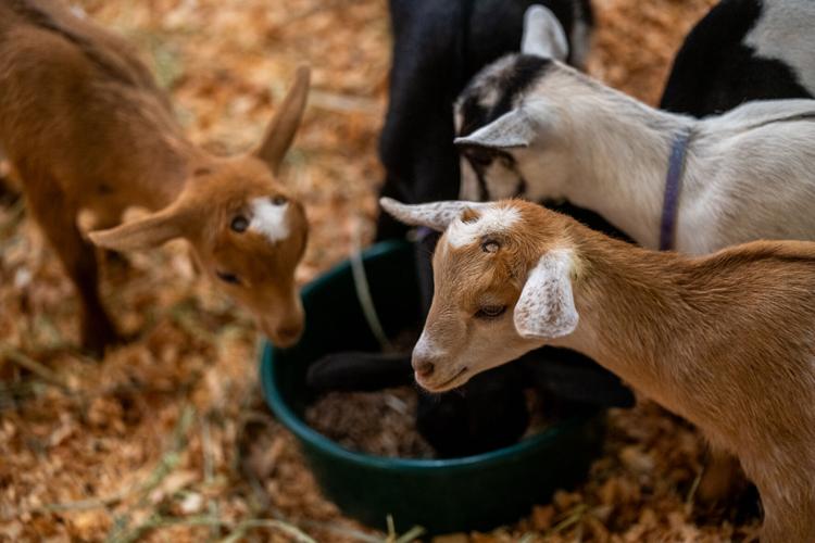 Bleating goats bob and weave their way through competition | News ...