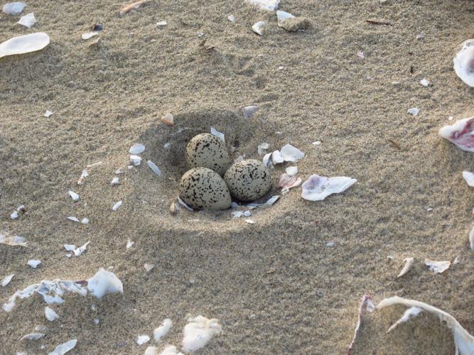 Snowy plover begins nesting on Douglas County beaches | Environment ...