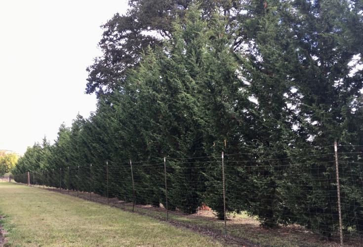 weeping cypress tree problems