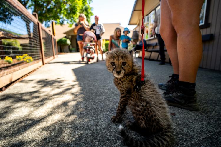 Wildlife Safari welcomes new cheetah cubs as animal ambassadors-in ...