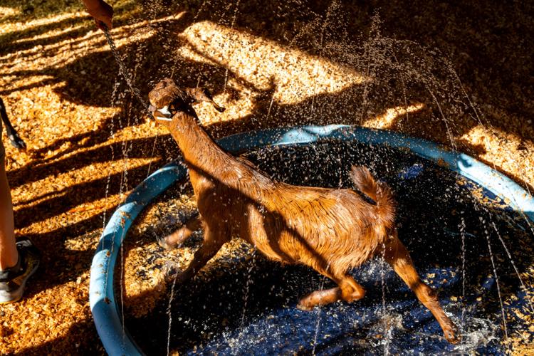 Bleating goats bob and weave their way through competition | News ...