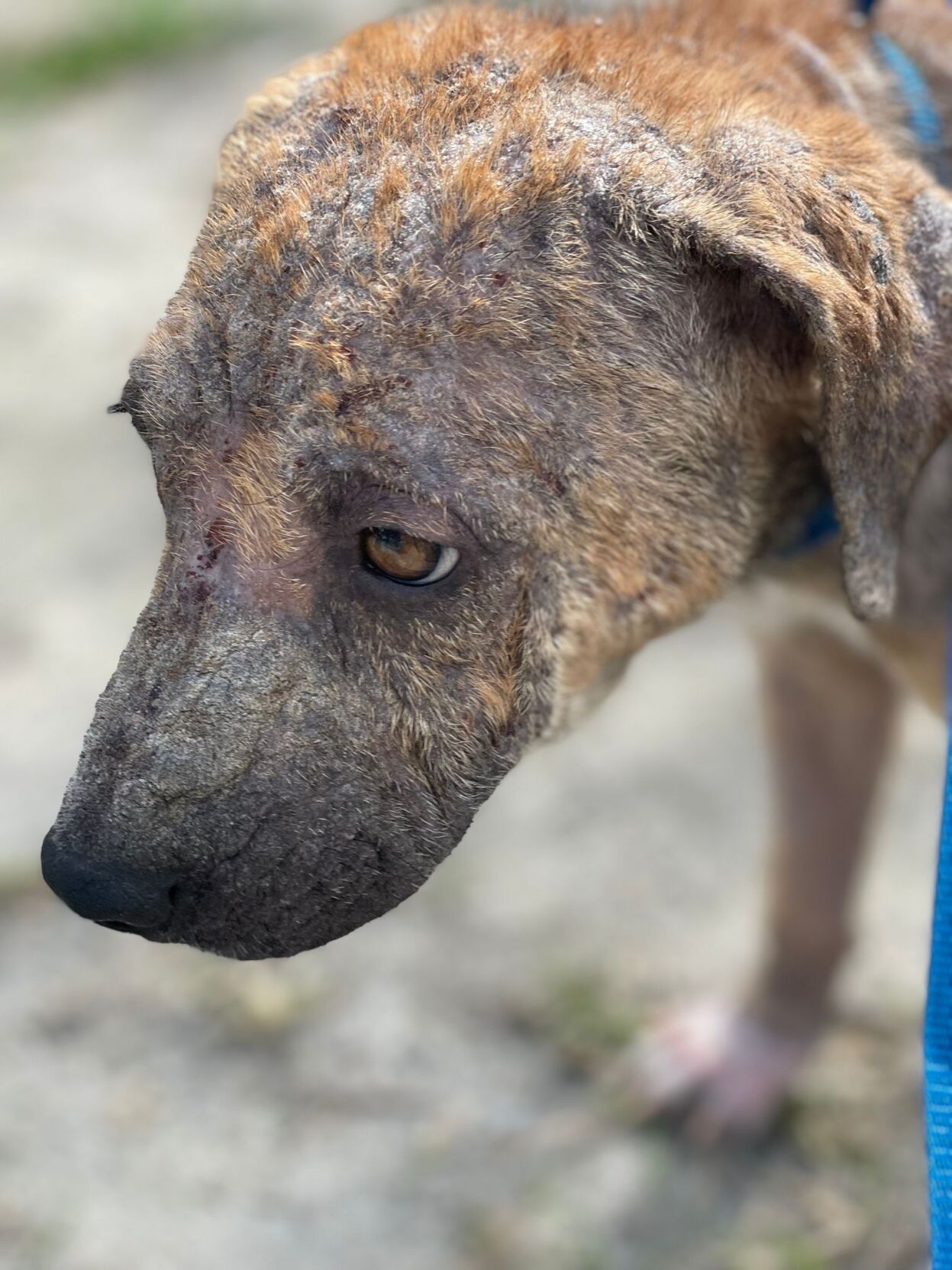 Operation Potcake: Providing animals care in the Bahamas | News ...