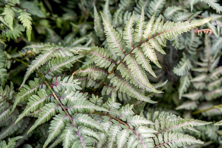 Ferns are a great addition to your shady landscape | Life | nrtoday.com