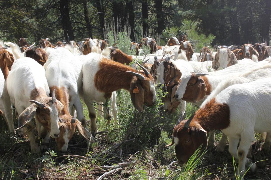 Chevon for the best meat choice | Food | nrtoday.com