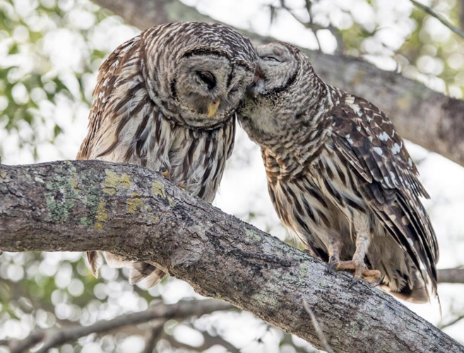 Oregon lawmakers fight against billion-dollar scheme to protect spotted ...