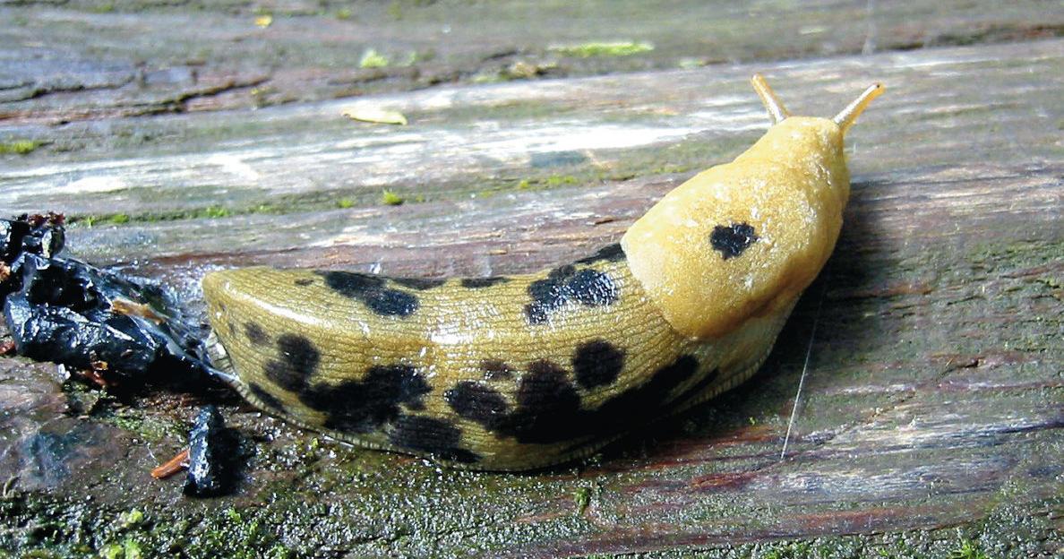 Ask a Master Gardener: Controlling slugs | Home and Garden | nrtoday.com