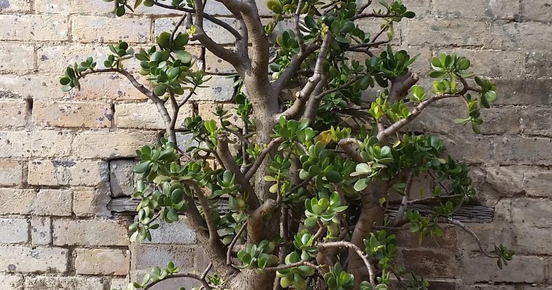 Ask a Master Gardener: Winter care for your jade plant | Home and ...