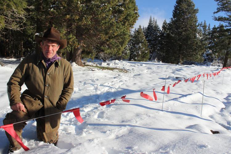 Indigo Pack of wolves continue to roam in eastern Douglas County ...