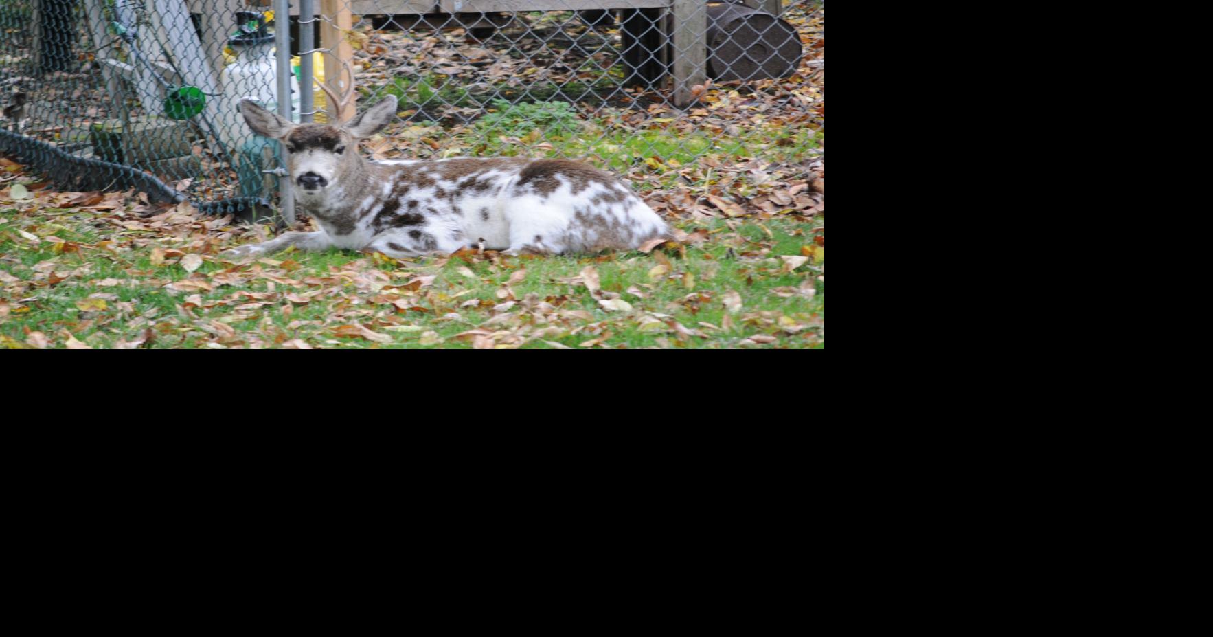 spotted buck | | nrtoday.com