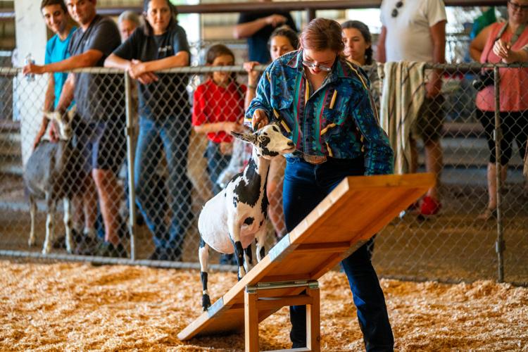 Bleating goats bob and weave their way through competition | News ...