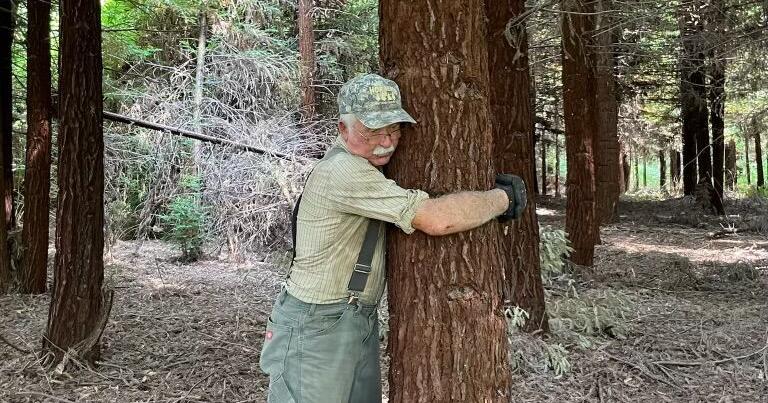 Growing coast redwoods in Umpqua earns the Hubers Tree Farmer of the ...