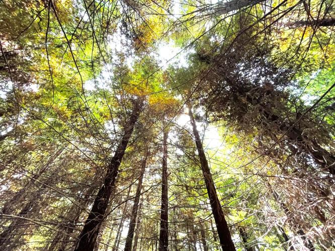 Growing coast redwoods in Umpqua earns the Hubers Tree Farmer of the ...