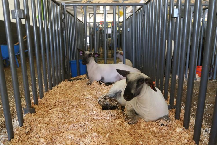 Douglas County Fairgrounds hosts 84th Lamb Show and BBQ | Weekend ...