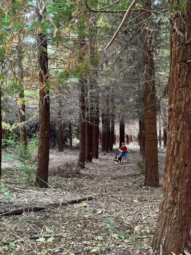Growing coast redwoods in Umpqua earns the Hubers Tree Farmer of the ...