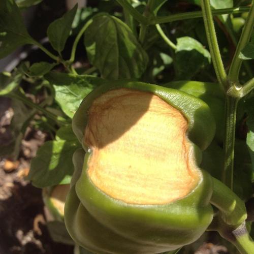 Ask a Master Gardener: Protecting plants from heat | Home And Garden ...