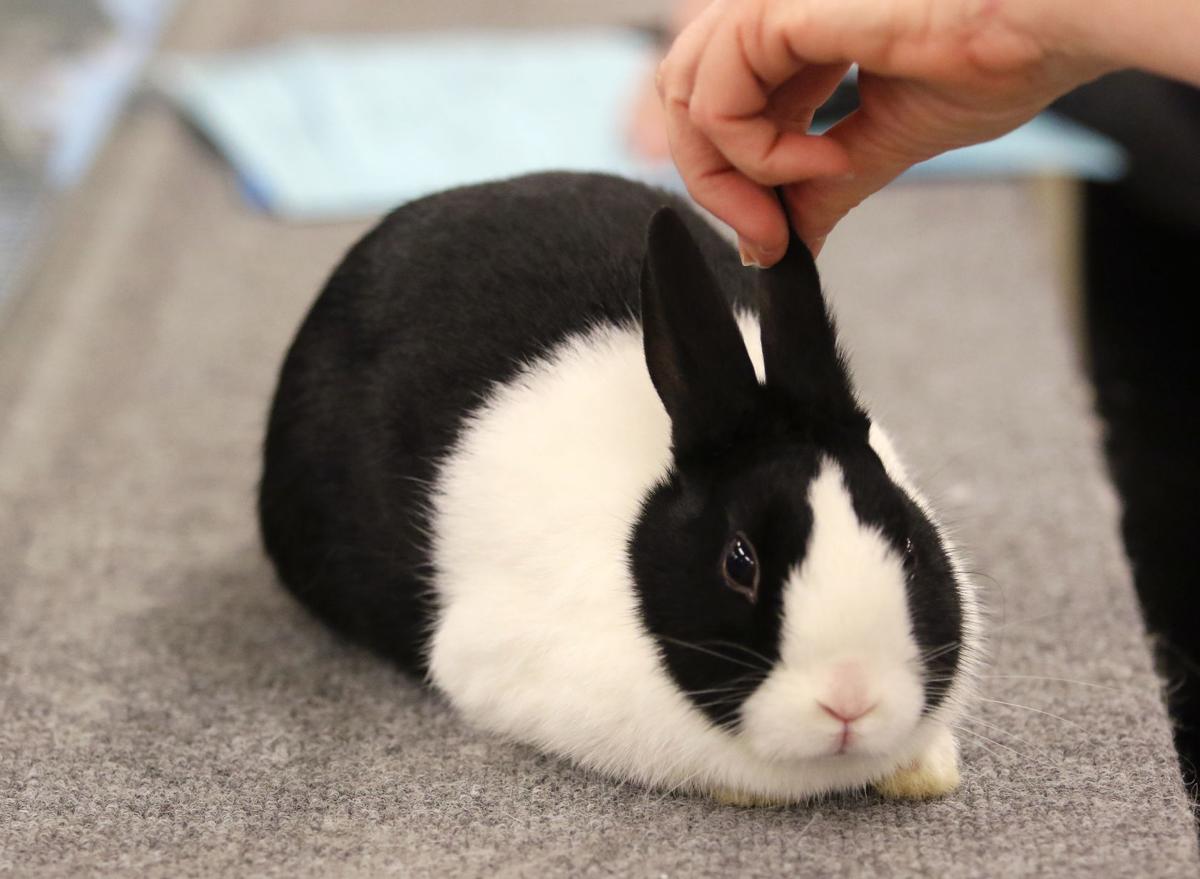 Oregon State Convention shows rabbits and cavies at the Douglas County ...