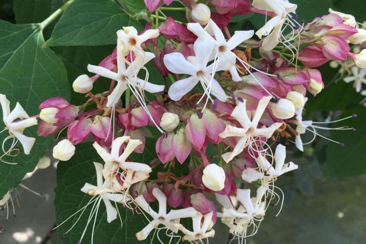 The Peanut Butter tree: A fun tree for any landscape | Life | nrtoday.com