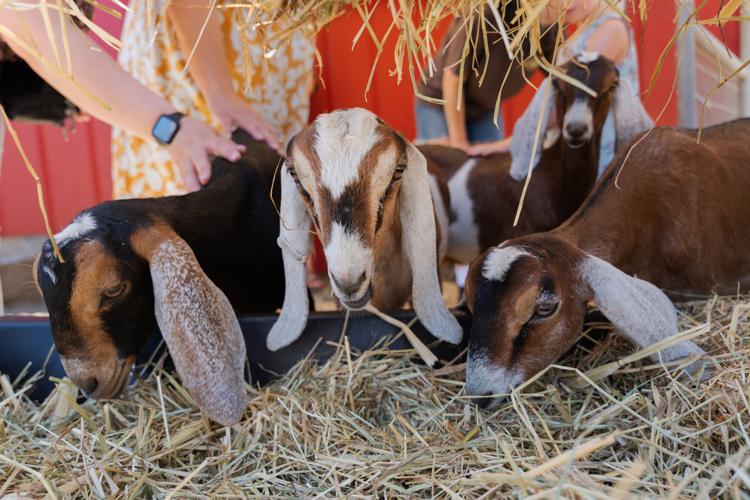 Wildlife Safari's new Barnyard opens to public | Family | nrtoday.com