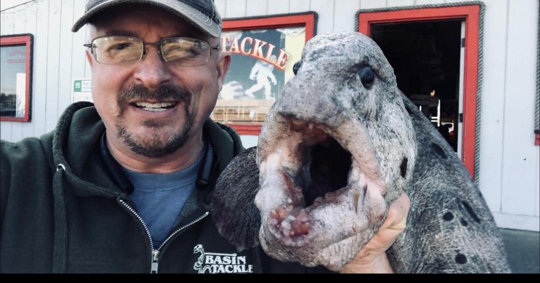 Wolf eel amongst other warm weather catches | Fishing | nrtoday.com