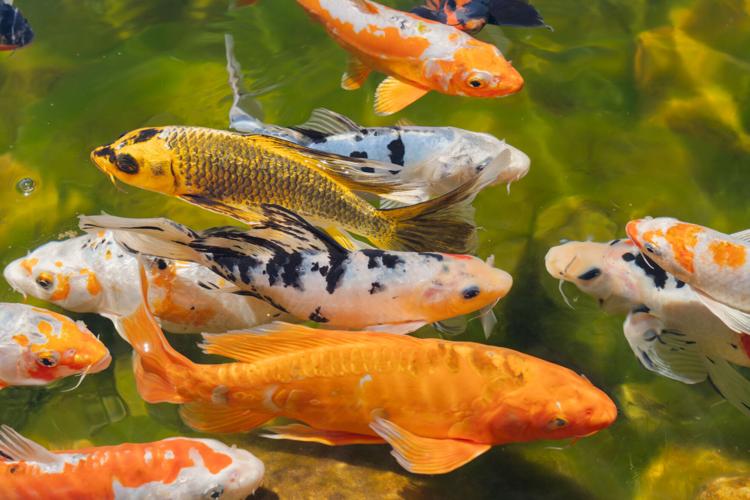Self-guided tour displays koi ponds from around the county ...