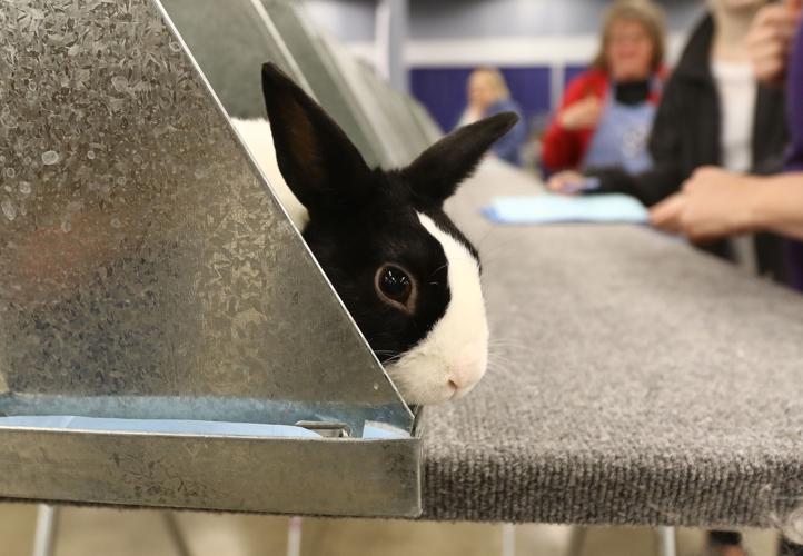 Oregon State Convention shows rabbits and cavies at the Douglas County ...