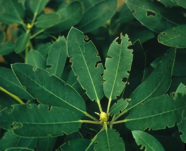 Ask a Master Gardener: Root weevils | Home and Garden | nrtoday.com