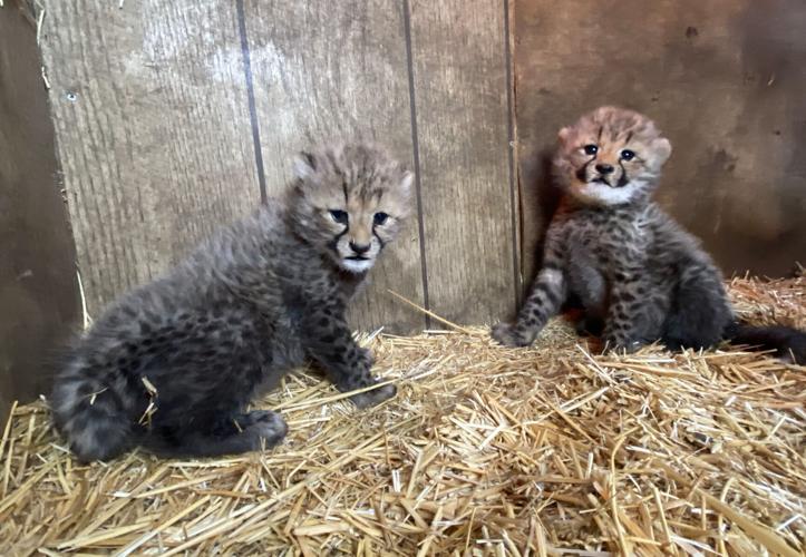 Wildlife Safari welcomes cheetah cubs | Environment | nrtoday.com