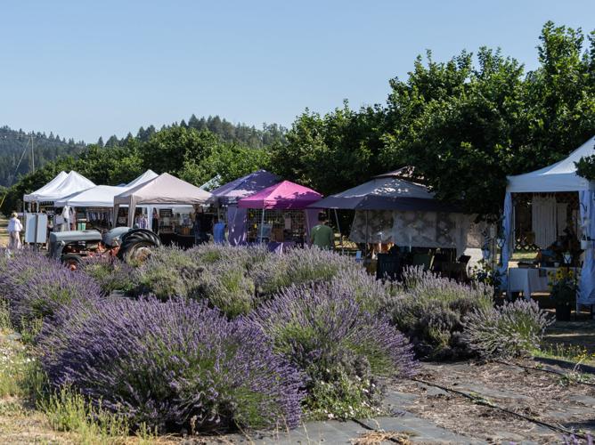 Seventh annual lavender festival returns | News | nrtoday.com
