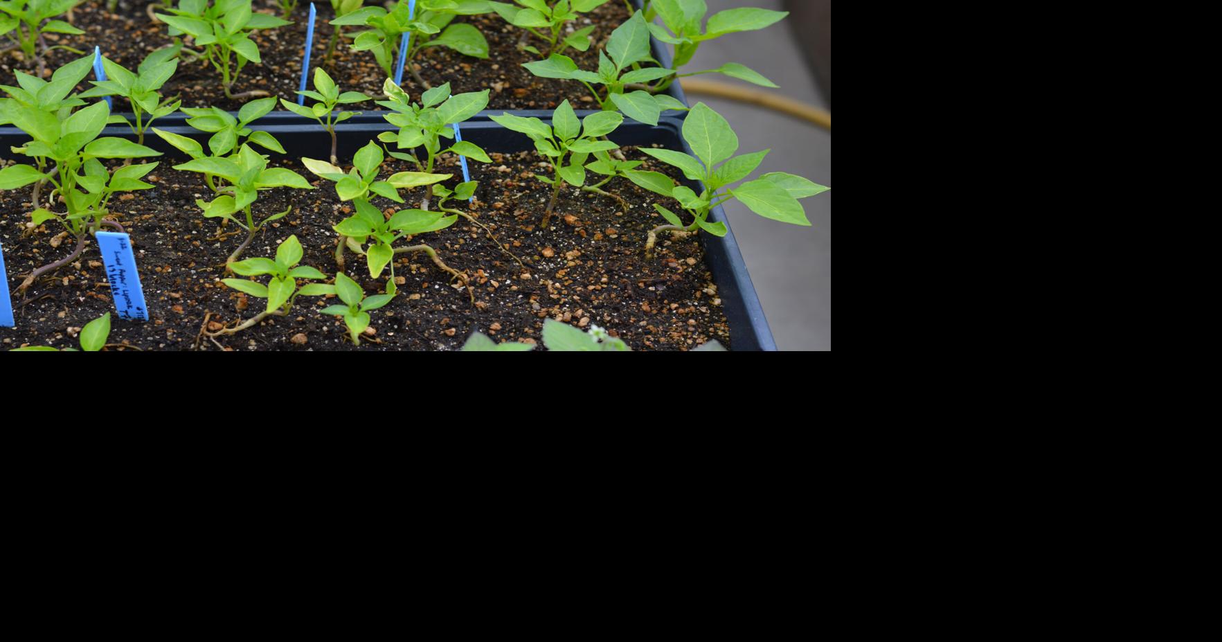 Ask a Master Gardener: Starting vegetables from seeds | Guest ...