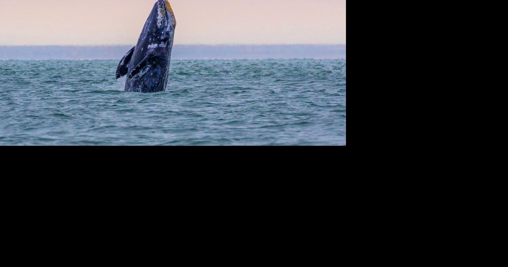 Gray whales return to Oregon coast for Spring Whale Watch Week | News ...