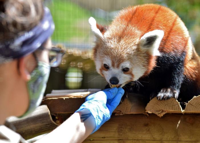Red pandas reach Wildlife Safari after cross-country journey | Local ...