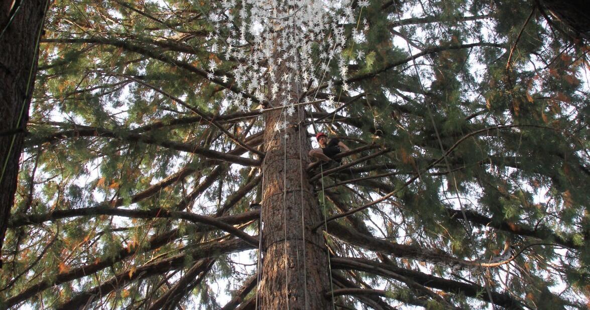 80-foot-tall sequoia sculpture at OSU to evoke changing climate threat ...