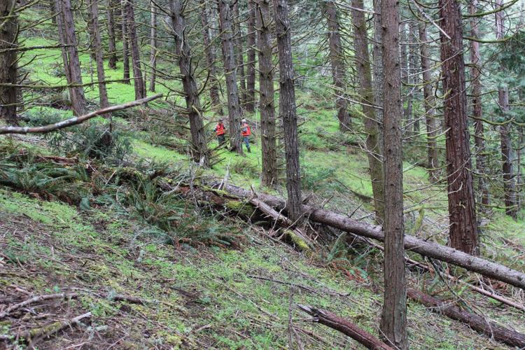 Taking a cruise through timber | News | nrtoday.com