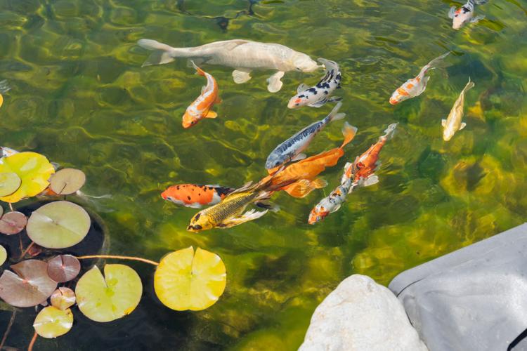Self-guided tour displays koi ponds from around the county ...