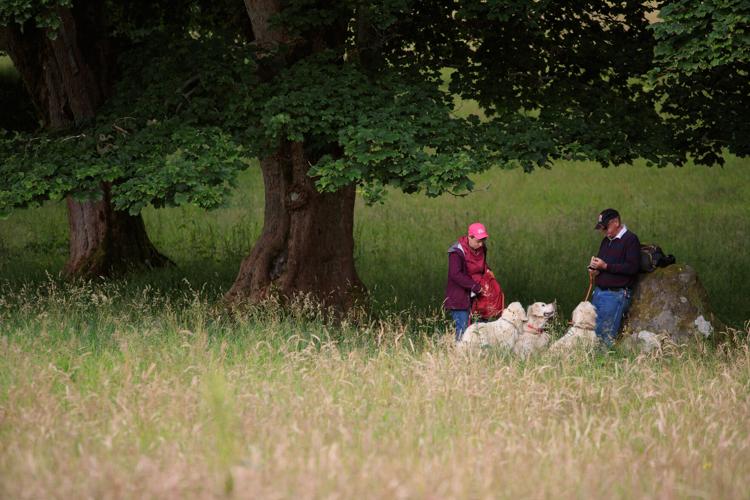 Why did 488 golden retrievers gather in Scotland? | | nrtoday.com Why did 488 golden retrievers gather in Scotland? | | nrtoday.com
