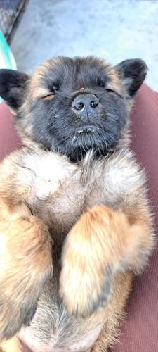 Operation Potcake: Providing animals care in the Bahamas | News ...