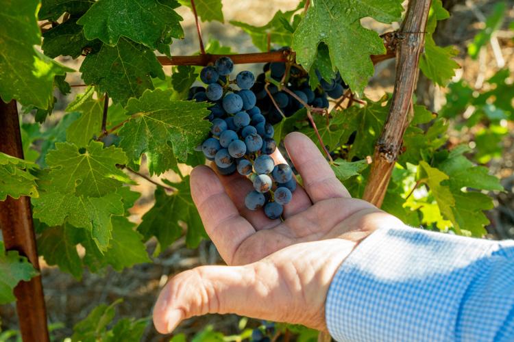 Cheers to Oregon Wine Month | Life | nrtoday.com