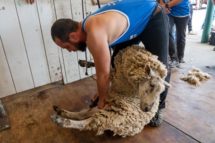 A wool-derful weekend awaits sheep handlers of Douglas County ...