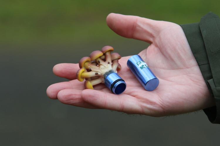 Discover Roseburg 15 Land of Umpqua Geocache Series kicks off in ...