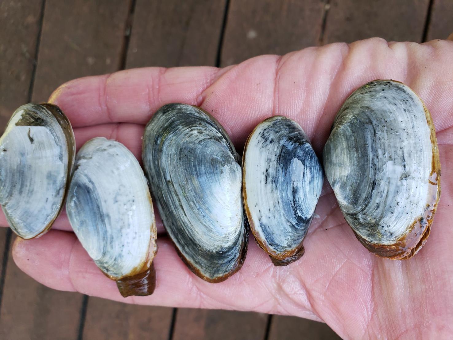 Coastal Casts: Softshell clams | | nrtoday.com