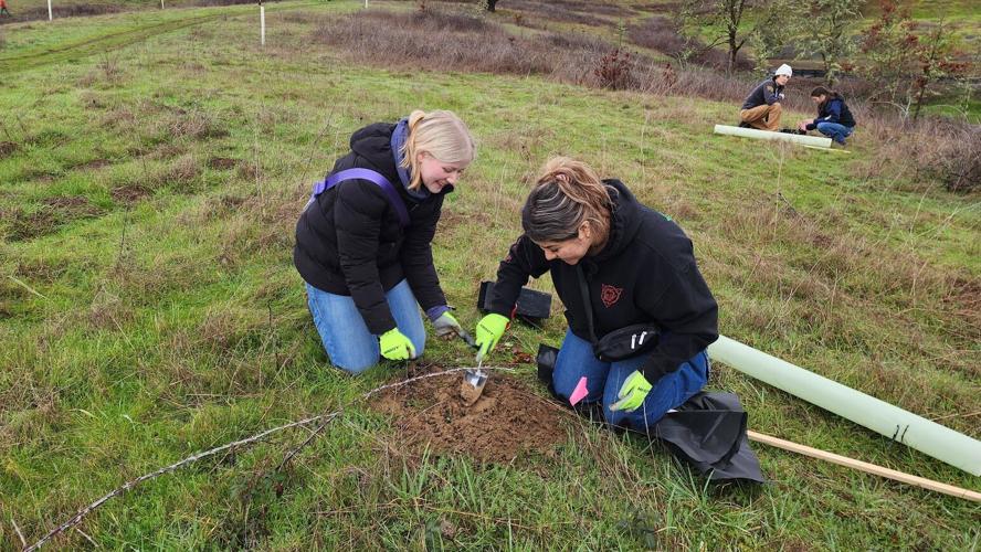Tree-mendous teamwork: Sutherlin FFA partnered with Friends of Fords ...