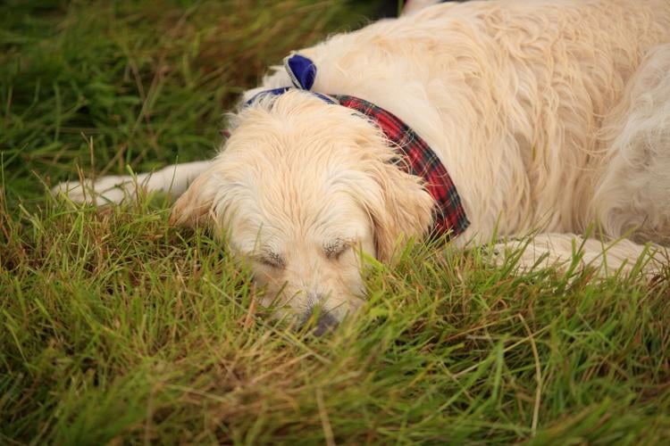 Why did 488 golden retrievers gather in Scotland? | | nrtoday.com Why did 488 golden retrievers gather in Scotland? | | nrtoday.com